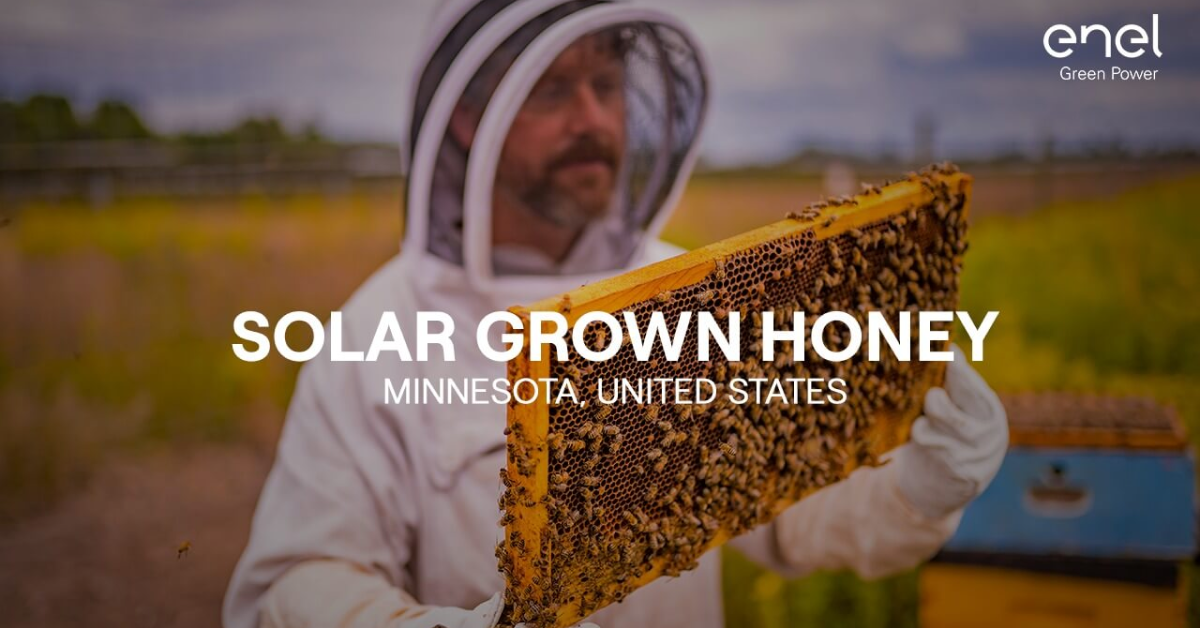Clean energy saves bees and communities | Enel North America