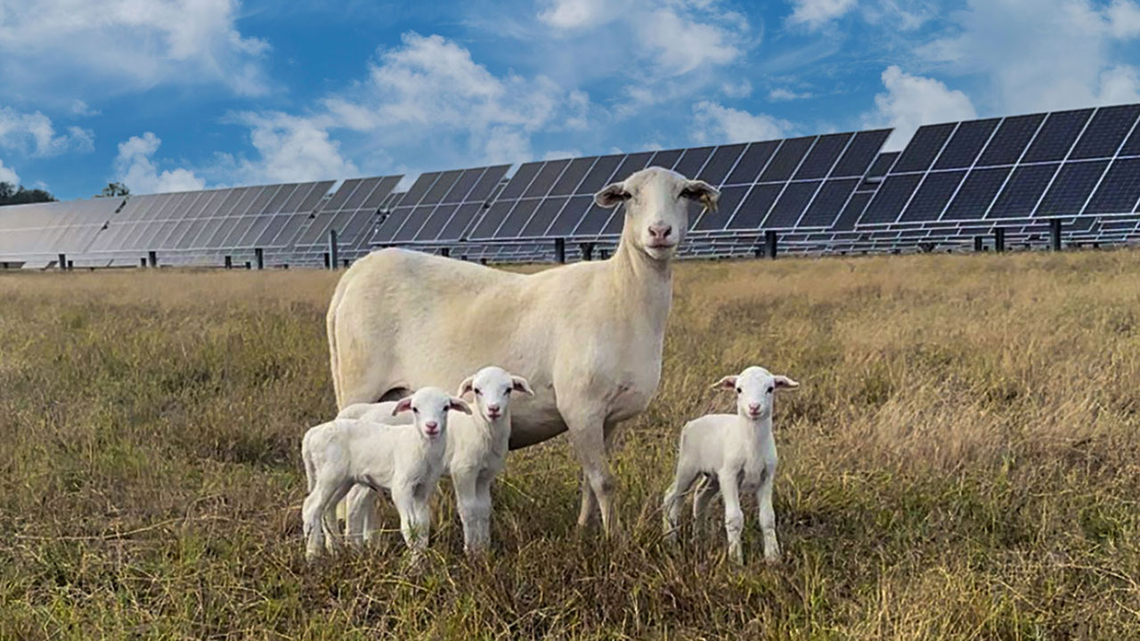 Behind America’s Largest Solar Grazing Agreement